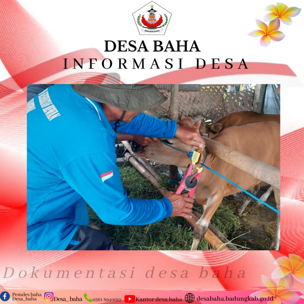 Pemasangan Eartag Berkode pada ternak sapi | Desabaha Badung